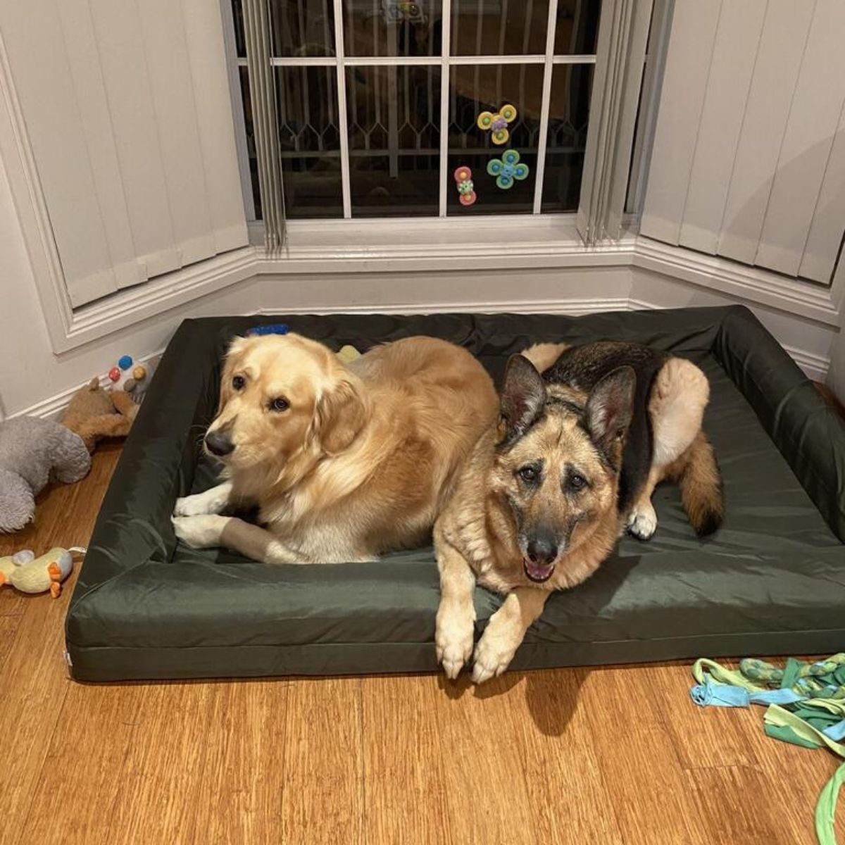 Size Guide Orthopedic Dog Bed – Dazy Dog