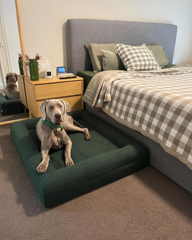 'Santa got Rudy a new dog bed and we love it 💚'